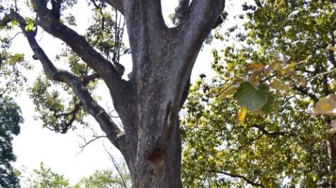 ગુજરાતનું સૌથી જૂનું ૫૦૦ વર્ષની આયુ ધરાવતું બહેડાનું વૃક્ષ તાપી ...