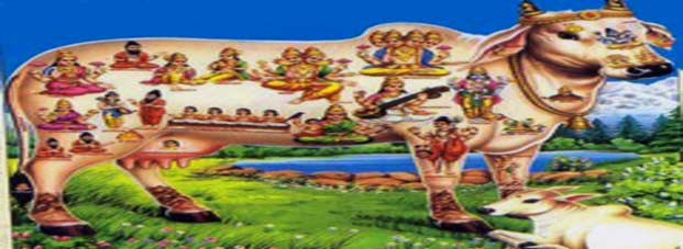 सिंहस्थ और दान : गोदान का महत्व - gau daan benefits | Webdunia Hindi