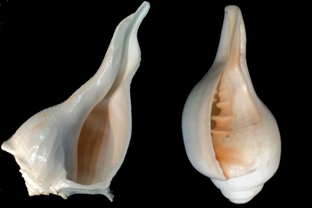 ये 16 दैवीय शंख, देंगे धन, विजय और समृद्धि, जानिए - Divine conch ...