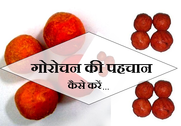 क्या है गोरोचन ? पूजा में इस्तेमाल से पहले इसे जरूर पढ़ें... - What is ...