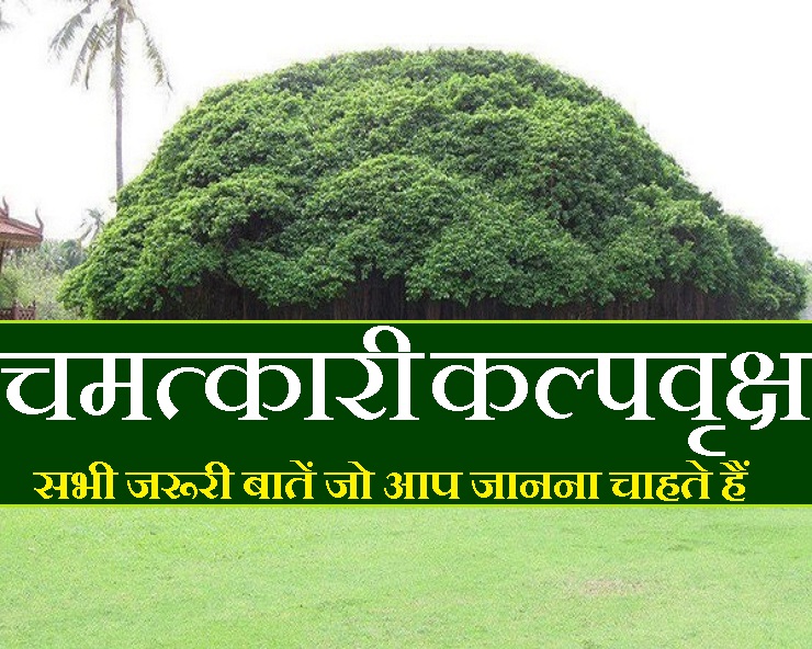 कल्पवृक्ष : कैसा है, कहां है, क्या-क्या चमत्कार कर सकता है? सब जानिए ...