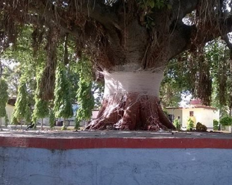 चमत्कारी है वट वृक्ष, देता है मोक्ष, करता है मनोकामना पूर्ण। Vat tree ...