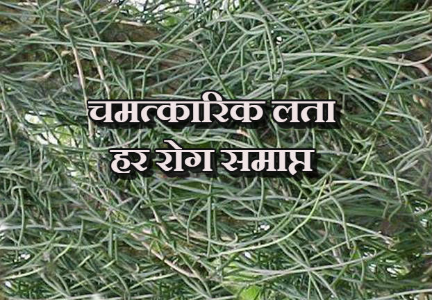 Somras Plant Fact | सोमरस के 10 चौंकाने वाले तथ्‍य, पीएंगे तो कभी नहीं ...