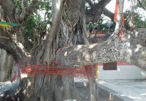 Akshay vat vriksh | प्रयाग में स्थित अक्षयवट के 6 चमत्कारिक रहस्य, आप ...