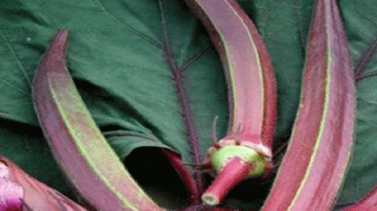 Red Okra : चर्चा का विषय बनी कुमकुम भिंडी, जानें सेहत से जुड़े कई लाभ ...