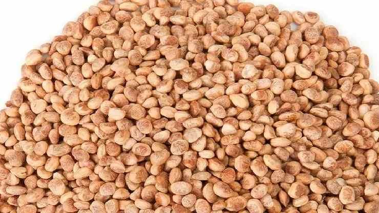 चारोली के चमत्कार, हेल्थ और ब्यूटी दोनों के लिए लाजवाब - Benefits of ...