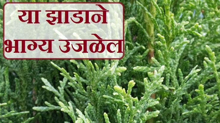 सौभाग्यशाली आहे मोरपंखी झाड - Morpankhi plants for luck in vastu ...