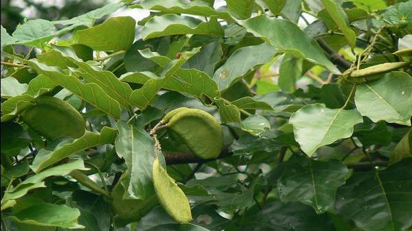 சோரியாஸிஸ்ஸை குணப்படுத்தும் புங்கன்மரம் - pungan tree is best medicine ...