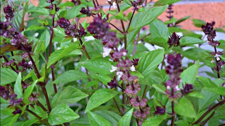 திருநீற்று பச்சிலை பயன்கள் !! - Thiruneetru Pachilai benefits ...