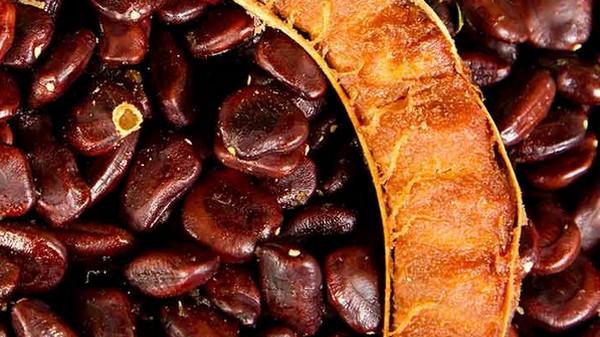 చికున్ గున్యాకు చింత గింజలతో చెక్! - IIT Roorkee team uses tamarind ...
