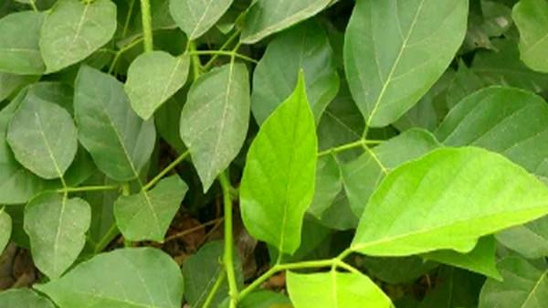 కానుగ ఆకులే కదా తీసిపారేయకండి.. ఈ నూనెతో దీపం వెలిగిస్తే? - Benefits of ...