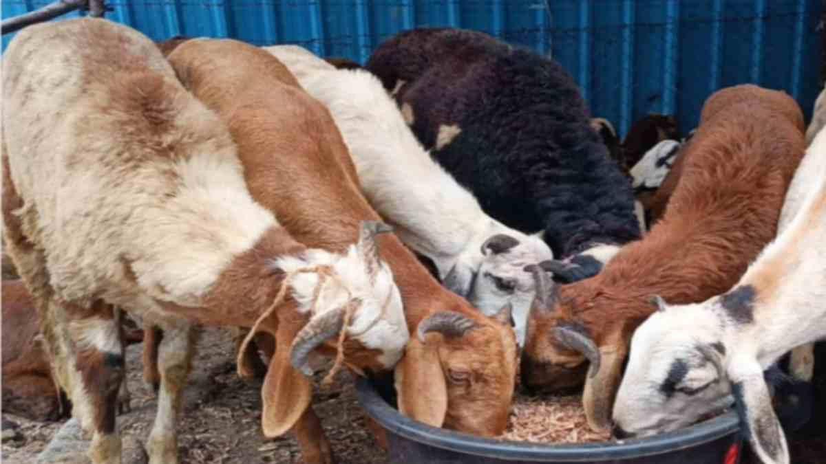 Sheep Scam: గొర్రెల పెంపకం అభివృద్ధి పథకంలో అవినీతి.. 33 జిల్లాల్లో రూ ...