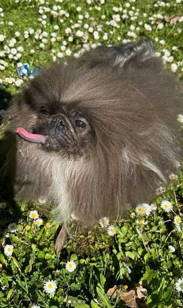 Wild Thang: Meet the world's ugliest dog