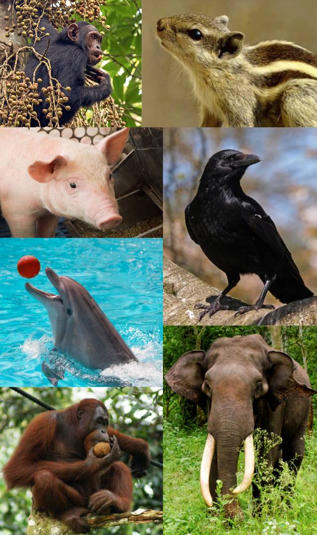 7 Animals with the best memory