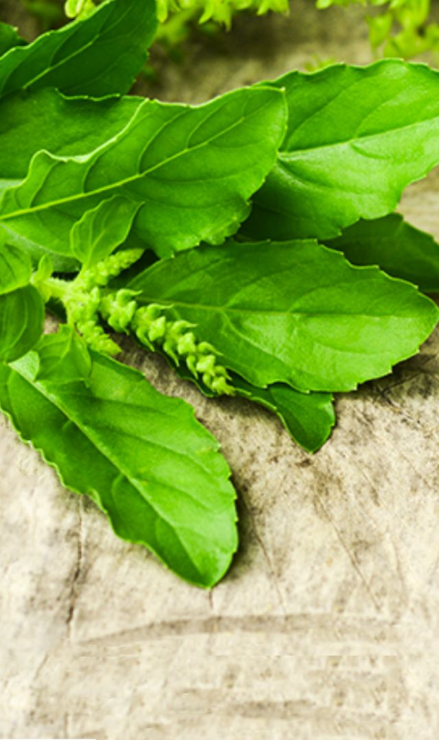 Benefits of Tulsi - તુલસીના 8 ચમત્કારી લાભ