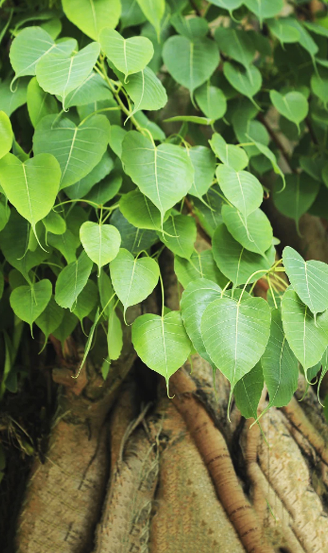 જો તમારા ઘરમાં ઉગી ગયુ છે પીપળાનુ વૃક્ષ તો તેને કેવી રીતે હટાવવુ જેથી ...