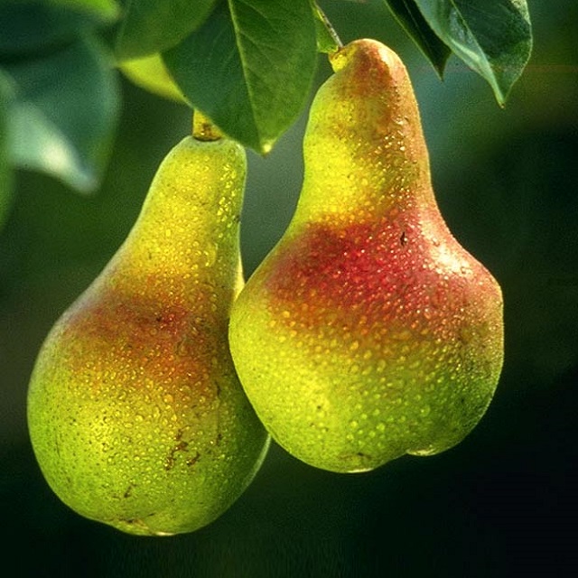 નાસપતિ ખાવાથી મળશે 11 Health benefits