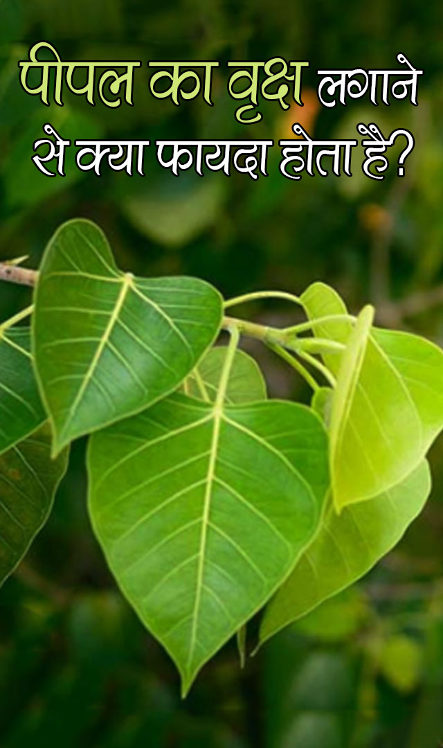 पीपल का वृक्ष लगाने से क्या फायदा होता है?