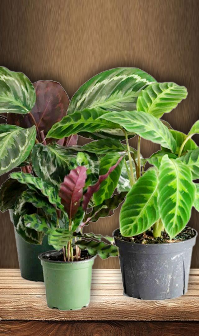 कैलाथिया प्लांट घर में लगाने से क्या होगा?