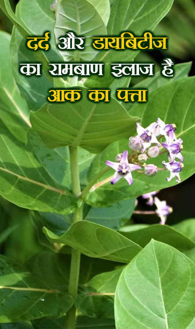 दर्द और डायबिटीज का रामबाण इलाज है आक का पत्ता