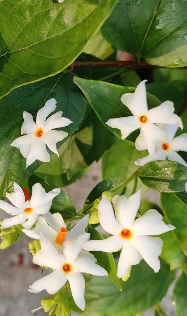 क्या होगा घर में पारिजात लगाने से?