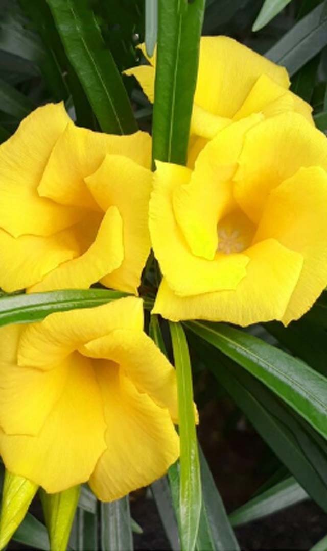 Kaner Plant Vastu कण्हेर लावल्याने संपते पैशाची समस्या, जाणून घ्या 10 फायदे