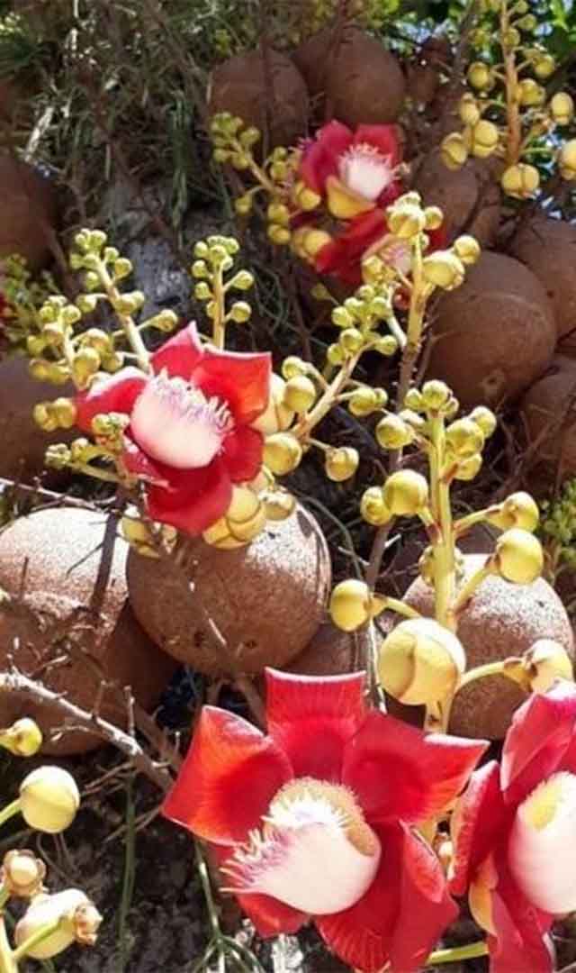 நாகலிங்க செடியை வீட்டில் நட்டால் என்ன நடக்கும்?