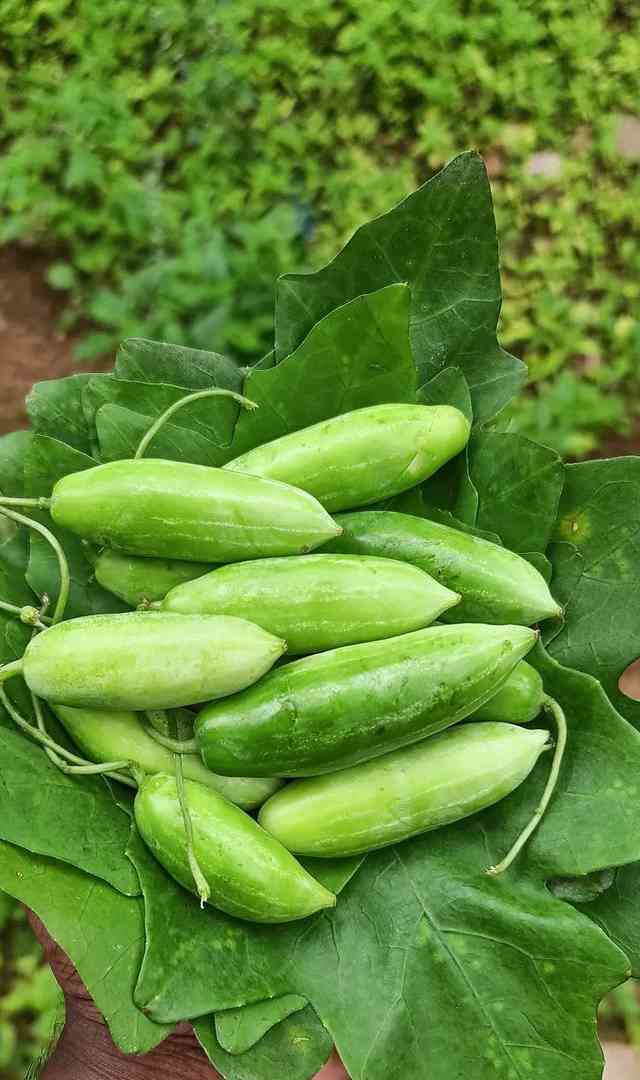 దొండ కాయలు తింటే ఏం జరుగుతుంది?