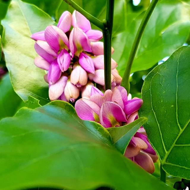 కానుగ చెట్టు ఆకులు, పువ్వులు, వేర్లు ఎలా ఉపయోగపడతాయో తెలుసా?