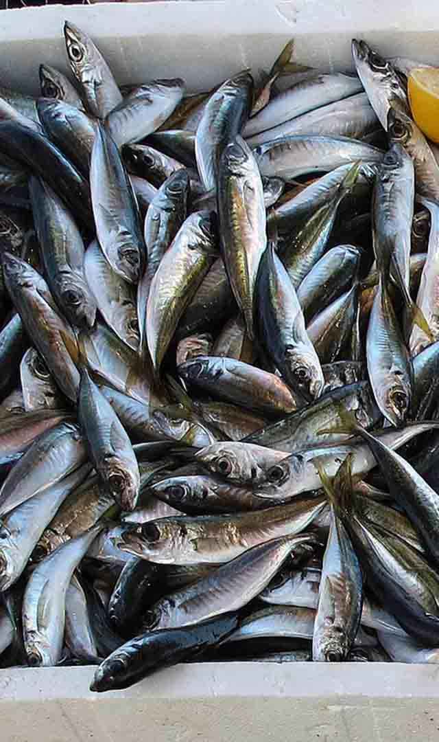 నది చేపలు- సముద్రపు చేపలలో ఏవి ఎక్కువ పోషకాలను కలిగి ఉంటాయి?